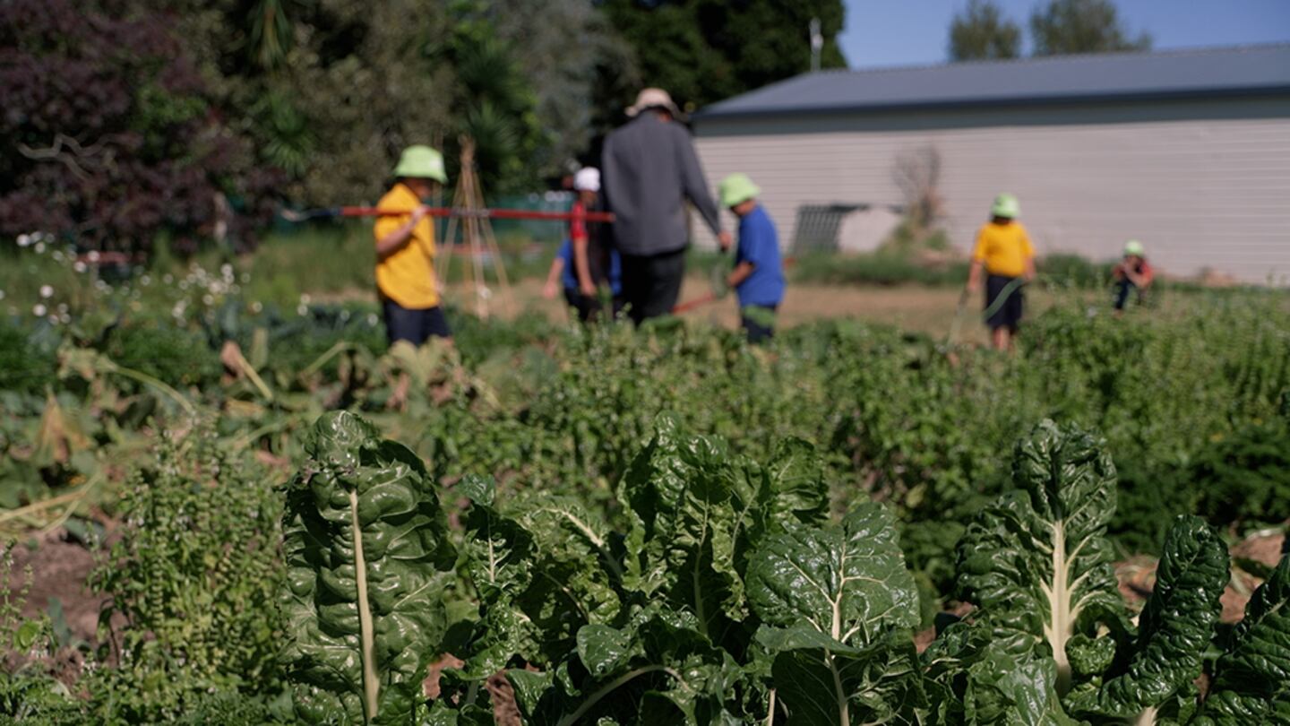 Māra kai in Whakatāne turns tamariki into cost-saving gardeners – Te Ao ...