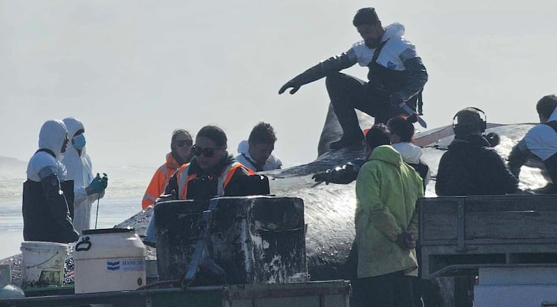 Sperm whale harvested, buried off Te Tai Tokerau – Te Ao Māori News