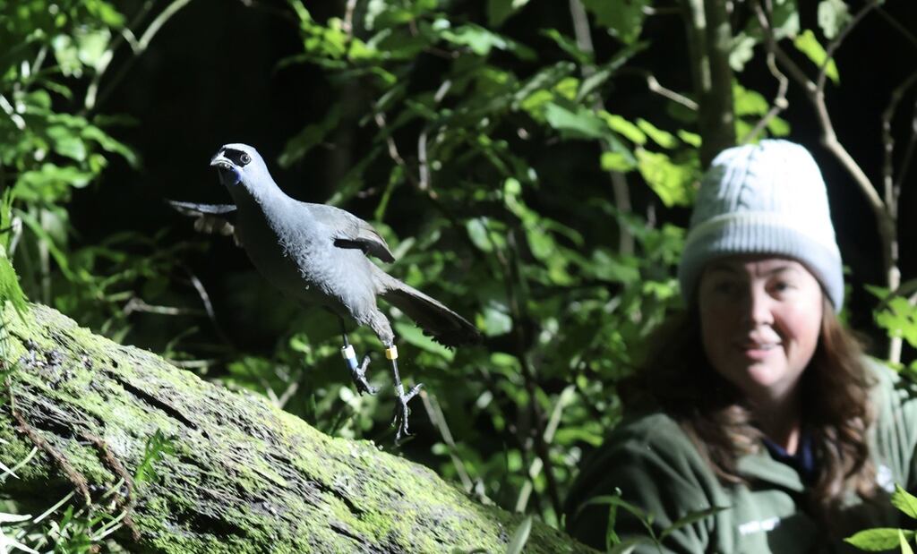 A native bird success story that offers hope – Te Ao Māori News